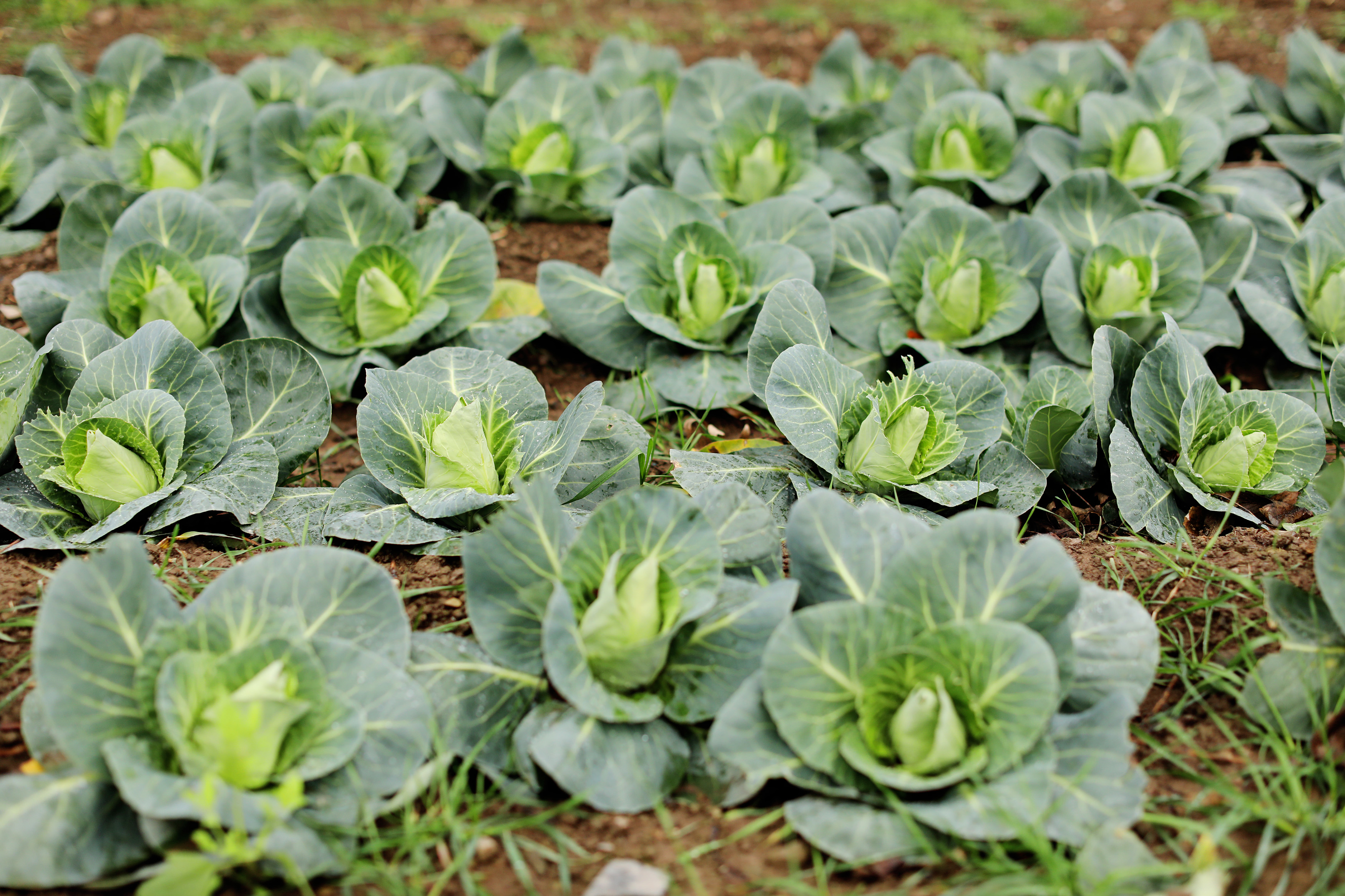 TESCO REAFFIRMS COMMITMENT TO ZERO FOOD WASTE WITH BUMPER CABBAGE CROP ...